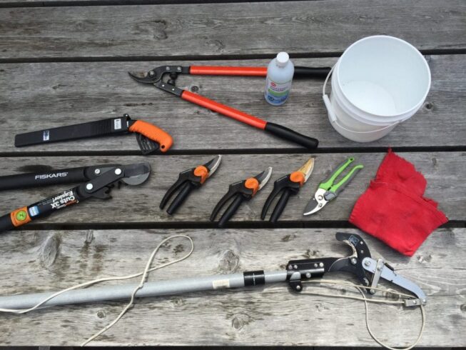 7 Best Tree Pruning Tools every house Owner Needs to Own - Reviews Papa